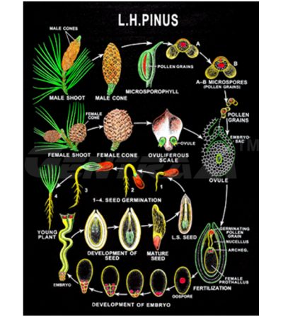 ANTHOCEROS STRUCTURE & REPRODUCTION – Vimal Exports
