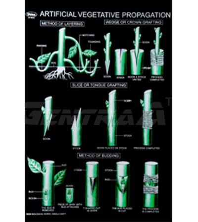 Vimal Exports – Scientific Instruments, Models & Hospital Furniture