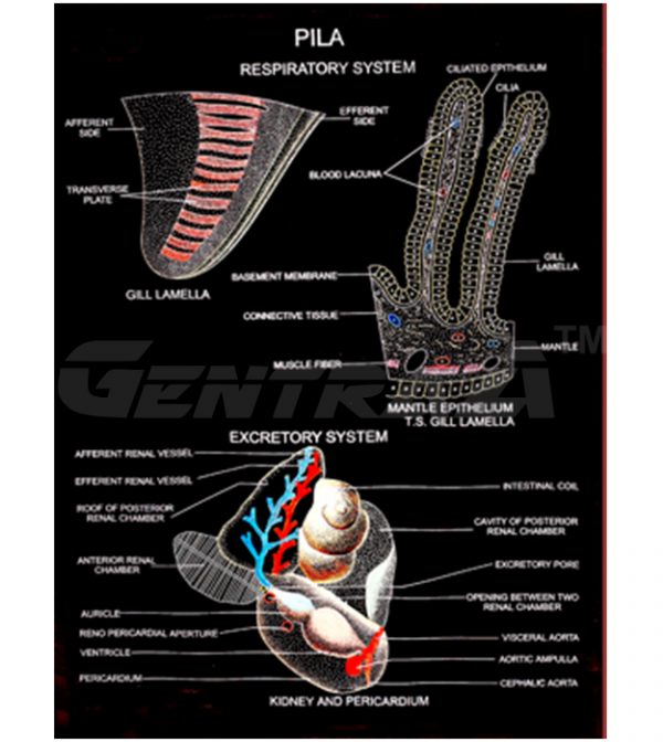 Vimal Exports – Scientific Instruments, Models & Hospital Furniture