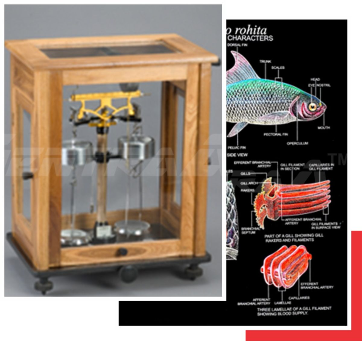 Vimal Exports – Scientific Instruments, Models & Hospital Furniture